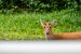 Baltimore Deer Culling Plan Sparks Pushback Ahead of Park Closures